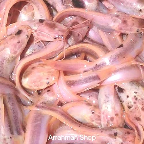 Jual Ikan Lele Albino - Lele Albino - Ikan lele albino Belang Terlaris ...