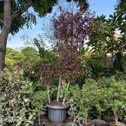 Jual Tanaman Red Panama Tinggi 2 Meter (Okulasi) - Jakarta Barat ...