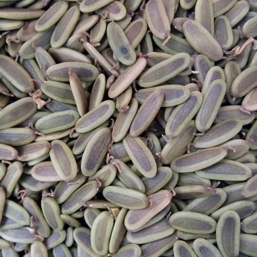 Jual Siap Tanam Se Ons Biji Benih Pohon Kayu Albasia Solomon - Jakarta ...