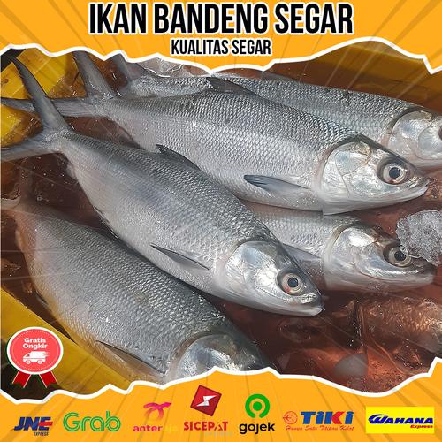 Jual FRESH Ikan bandeng jumbo besar segar 2 kilogram | Ikan bandeng ...