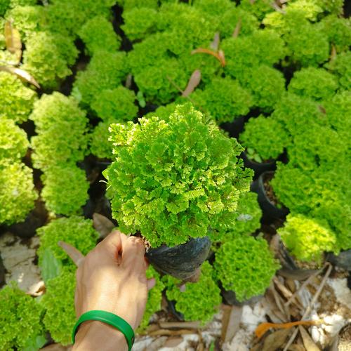 Jual tanaman hias lumut ambon moss ambon - lumut ambon - Kab. Bogor ...
