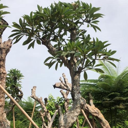 Jual pohon kamboja fosil - Kab. Bogor - Taman Hijau Nursery_ | Tokopedia