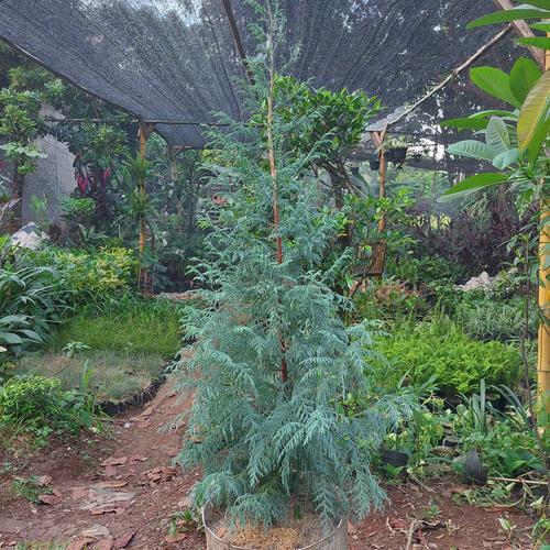 Jual tanaman hias cemara - cemara cashmeriana - cemara hantu tinggi 1 ...