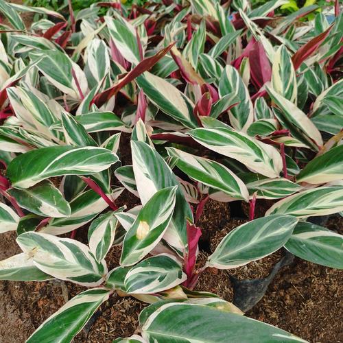 Jual tanaman vertical garden meranti bali - calathea meranti bali - Kab ...