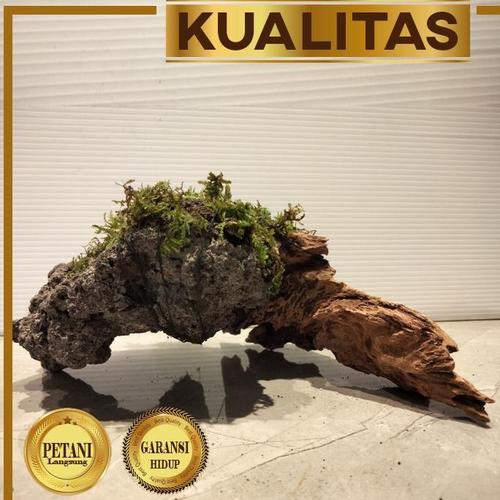 Jual Batu Kayu + Moss Dng Kolong / Goa Hiasan Aquarium Tanaman ...