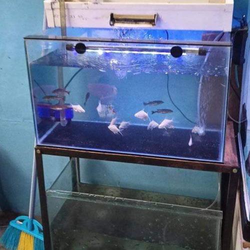 Jual rak aquarium 80x40 2 susun murah - Kota Depok - lastrollmarket ...