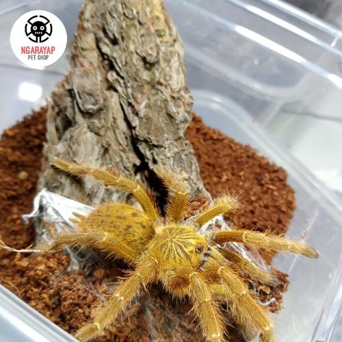 Jual sticker pterinochilus murinus - Kab. Subang - NgarayapStore II ...