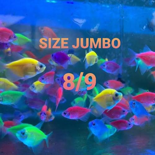 Jual ikan hias glowfishh / ikan warna warni / ikan neon tetra - Merah ...