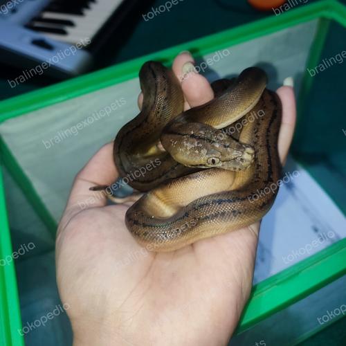 Jual retic goldenchild bacan tiger sunfire 4 gen - Kab. Purbalingga ...