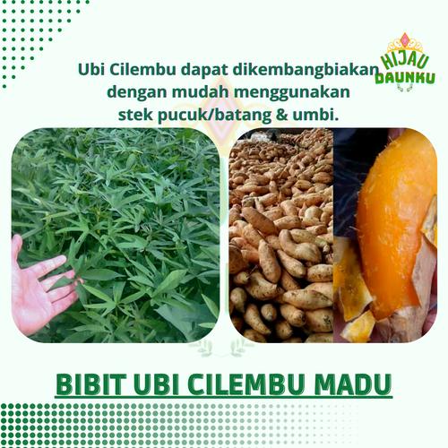 Jual Bibit Ubi Cilembu Madu Umbi Jalar Rambat Stek Ketela Manis ...
