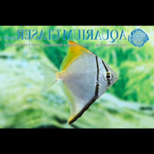 Jual Ikan Hias Monodactylus Argenteus / Ikan Air Tawar / Tankmate ...