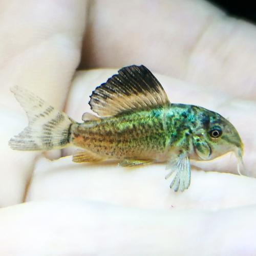 Jual Corydoras Brochis Splendens / Emerald Catfish Pembersih Aquascape ...