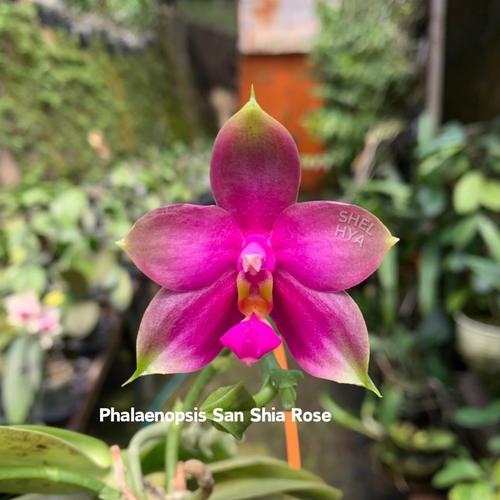 Jual Anggrek Phalaenopsis San Shia Rose/Primary Hybrid - Kab. Bandung ...