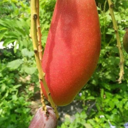 Jual GS Bibit Tanaman Buah Mangga Red Emperor, Pohon Mangga Emperor ...