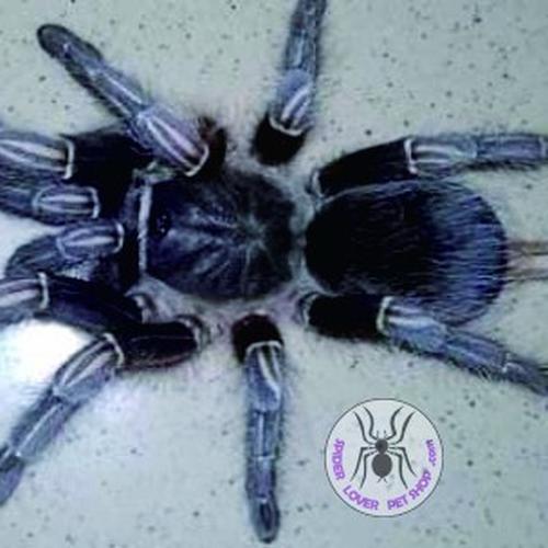 Promo APHONOPELMA SEEMANI BLUE FEMALE TARANTULA Cicil 0% 3x - Kota ...