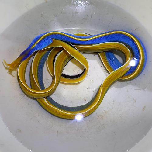 Jual blue ribbon eel rainbow belut pita pelangi biru kuning rare ...