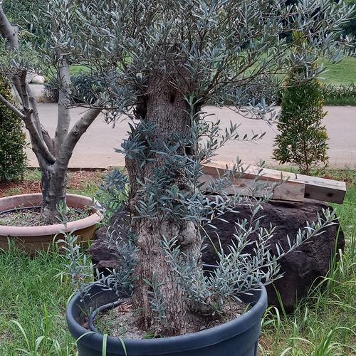 Jual Pohon Olive Tree Tingi 1,5m Batang Fosil - Kab. Bogor - Taman ...
