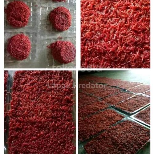 Jual cabek cacing beku cacing bloodworm tray - Kab. Subang - Lapak ...