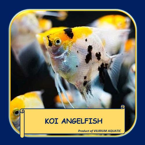 Jual IKAN HIAS AIR TAWAR - ANGELFISH / MANFISH RED KOI - Jakarta Pusat ...