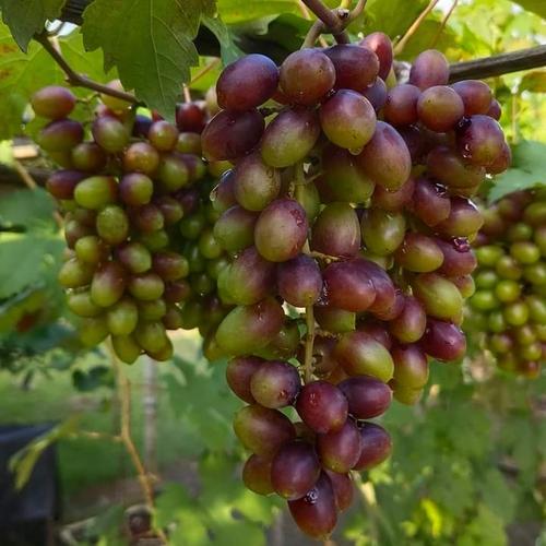 Jual bibit tanaman buah anggur import jenis gosv gratis anggur Isabella ...