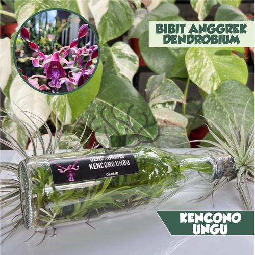 Jual Bibit Anggrek Botolan Dendrobium Bunga Anggrek Kencono Ungu - Kota ...