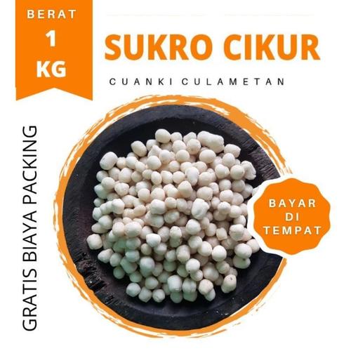 Jual pilus kencur cikur kiloan 1 kg - Kab. Garut - CUANKI CULAMETAN ...