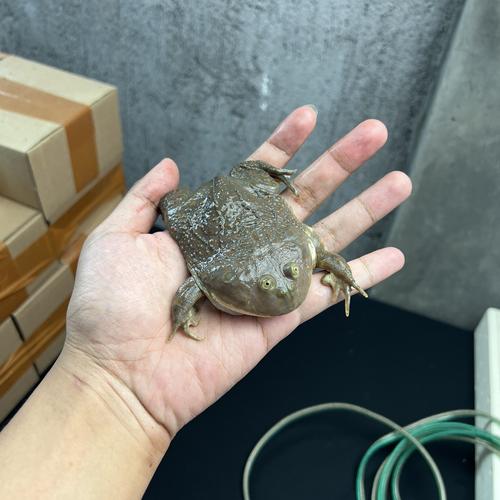 Jual Kodok Budget Frogs - Bukan Pacman/Dumpy/Salamander/Axolotl - Kab. Semarang - Reptile Zoy ...