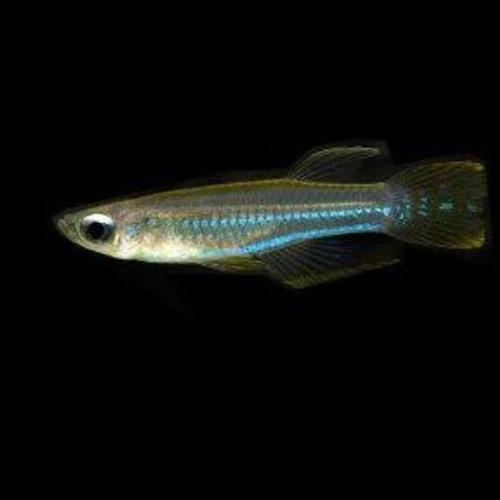 Jual blue eye Tetra / Norman lamp eye - Jakarta Timur - Exoaquatic ...