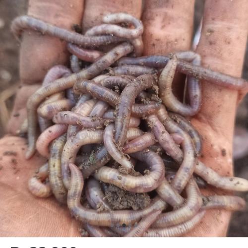 Jual cacing susu atau cacing fosfor/ kaleng - Jakarta Timur - YP farm ...