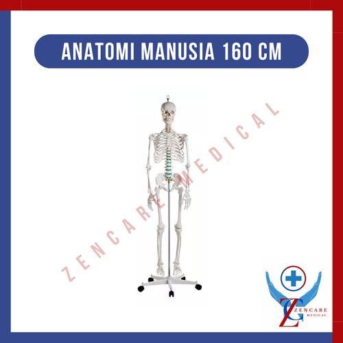 Jual Torso Anatomi Kerangka Manusia Dewasa 160 Cm Kota Malang Zencare Medical Tokopedia