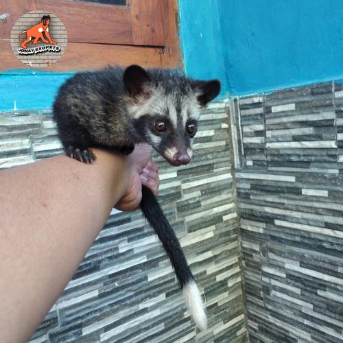 Jual musang pandan ekor putih - Putih - Kota Depok - JONAY ~ EXOPETS ...