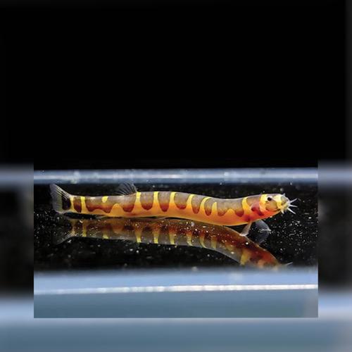 Jual Ikan Hias Kuhli Loach / Ikan Dasar Kuhli Loach / Alga Eater ...