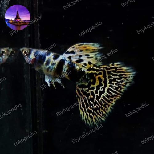 Jual IKAN HIAS GUPPY BLUE GRASS JANTAN / IKAN GUPPY BLUE GRASS JANTAN - TIGER - Jakarta Selatan ...