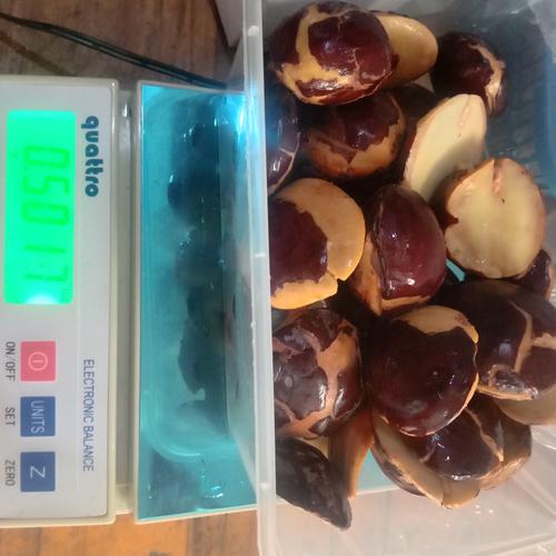 Jual jengkol rebus beku belom kupas 500grms - Kota Tangerang - arcadia ...