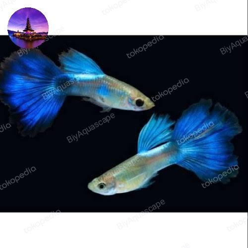 Jual IKAN HIAS GUPPY BLUE GRASS JANTAN / IKAN GUPPY BLUE GRASS JANTAN - BLUE DIAMOND - Jakarta ...