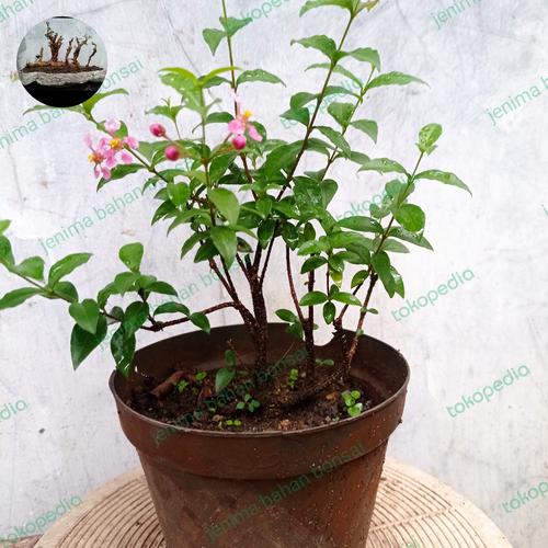Jual sakura micro bunga pink bahan bonsai - Kab. Tuban - jenima bahan ...