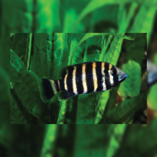 Jual Ikan Hias Cichlid Ninety Nine 99 / Zebra Tilapia / Malawi Cichlid ...