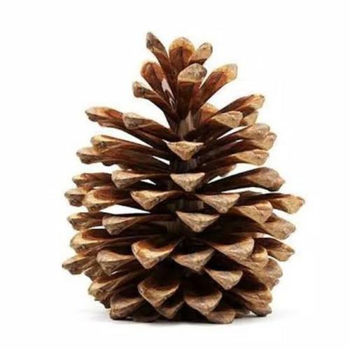 Jual Pine Cone - Gigit-Gigitan Alami Bunga Pinus - Kota Salatiga ...