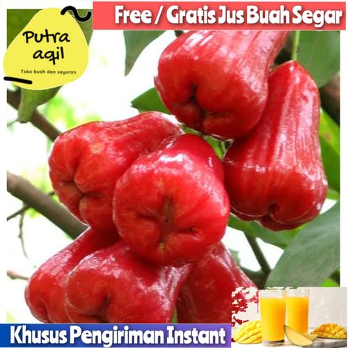 Jual BUAH JAMBU air CITRA merah cincalo segar 500gr - Jakarta Pusat ...