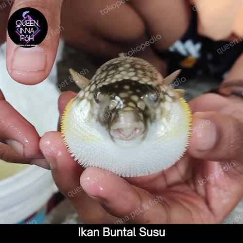 Jual Ikan buntal susu / puffer milky / ikan fugu / ikan hias - Kota ...