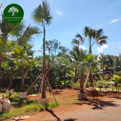 Jual Livistonia Rotundifolia Palem Sadeng Sinensis - Kab. Bogor - Ragam ...