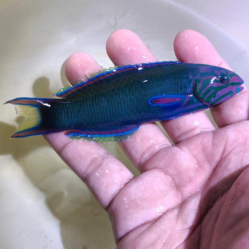 Jual thalasoma wrasse keling thalasoma cantik fullcolour mirip kakatua ...