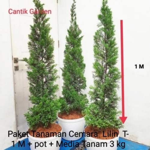 Jual Paket Tanaman Cemara Lilin T - 1 M sudah berikut pot dan media ...