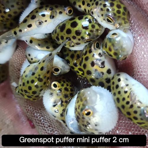 Promo ikan buntel / ikan buntal ijo / mini puffer 2 cm baby ikan hias ...