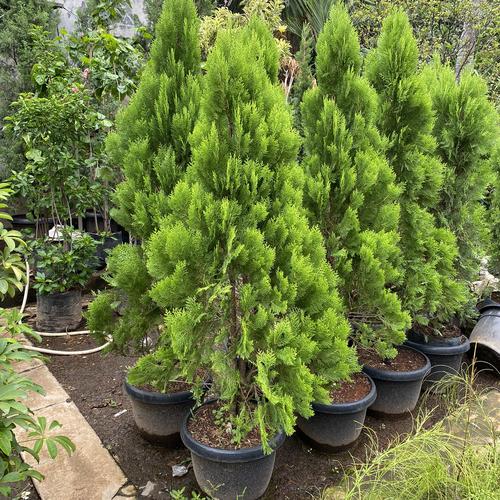 Jual Tanaman Cemara Kipas Tinggi 1,7 meter - Jakarta Barat - little ...