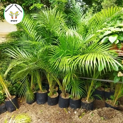 Jual Tanaman Pohon Palem / Palm Kuning - Kota Tangerang Selatan ...