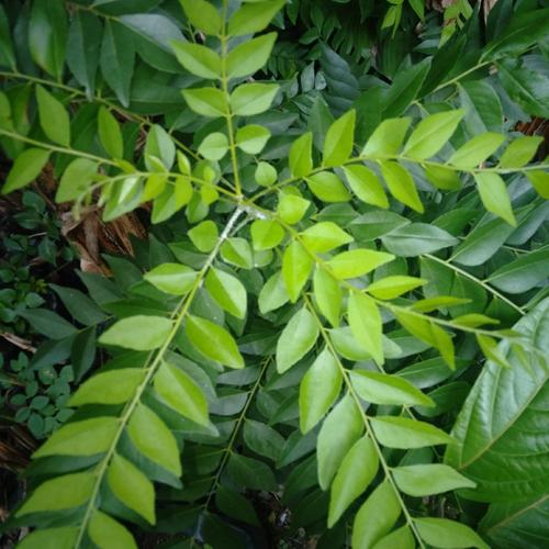 Jual Daun Kari / Kare / Salam Koja / Temuru segar 200gram - Kota Malang ...