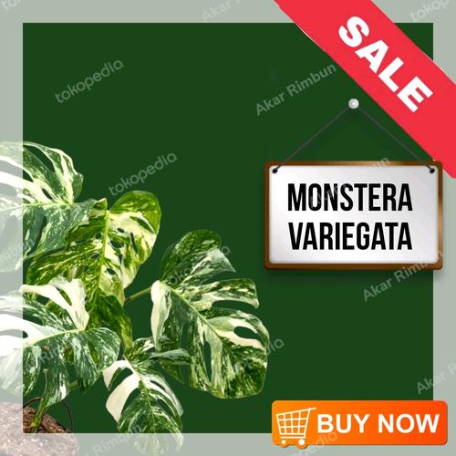 Jual tanaman monstera variegata putih - Kab. Bandung Barat - Akar ...