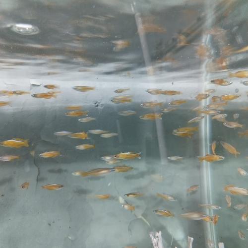 Jual pseudomugil paskai - Kab. Bogor - Aquaflame | Tokopedia