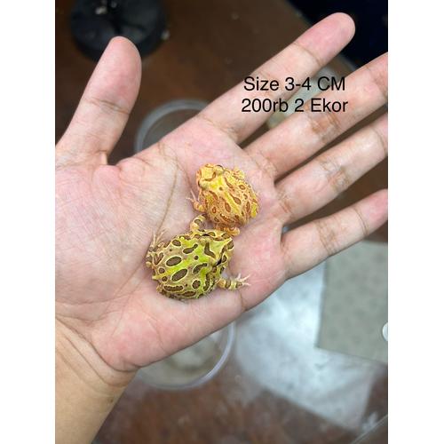Promo PAKET MURAH KODOK PACMAN FROGS - Camoflouge + Sunburst - Kab ...